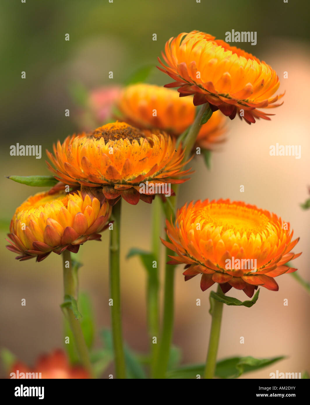 Helichrysum flowers hi-res stock photography and images - Alamy