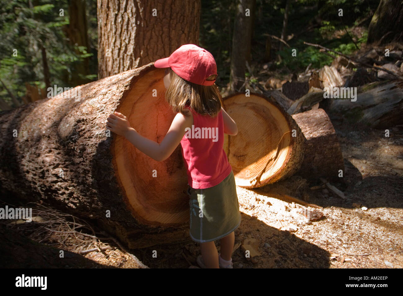 5 year-old little girl touching and smelling a freshly cut tree log ...
