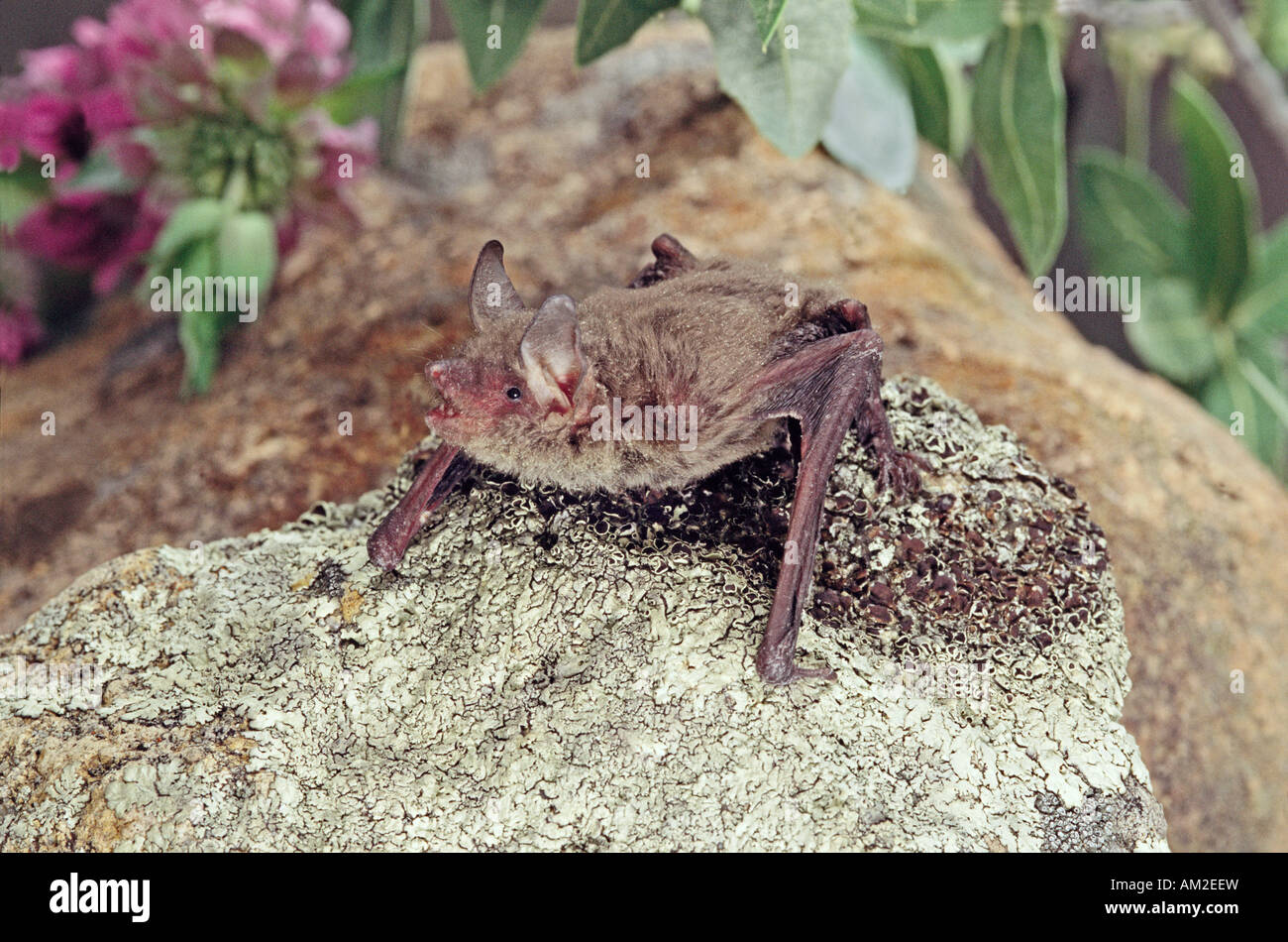 Cave Myotis Myotis velifer Patagonia Arizona United States August Adult ...