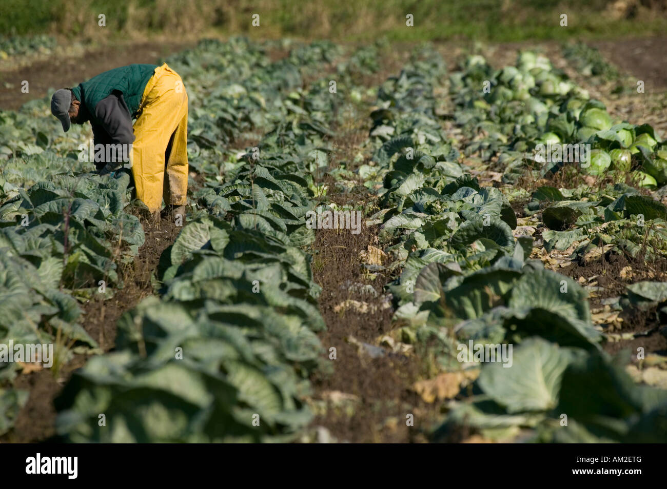 Bosnian farm worker picking huge cabbages in the fertile farmland of ...