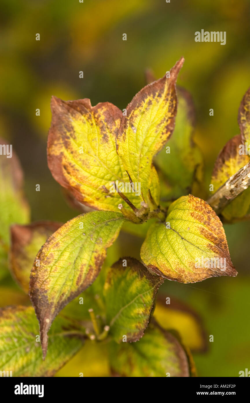 foliage in autumn Stock Photo - Alamy