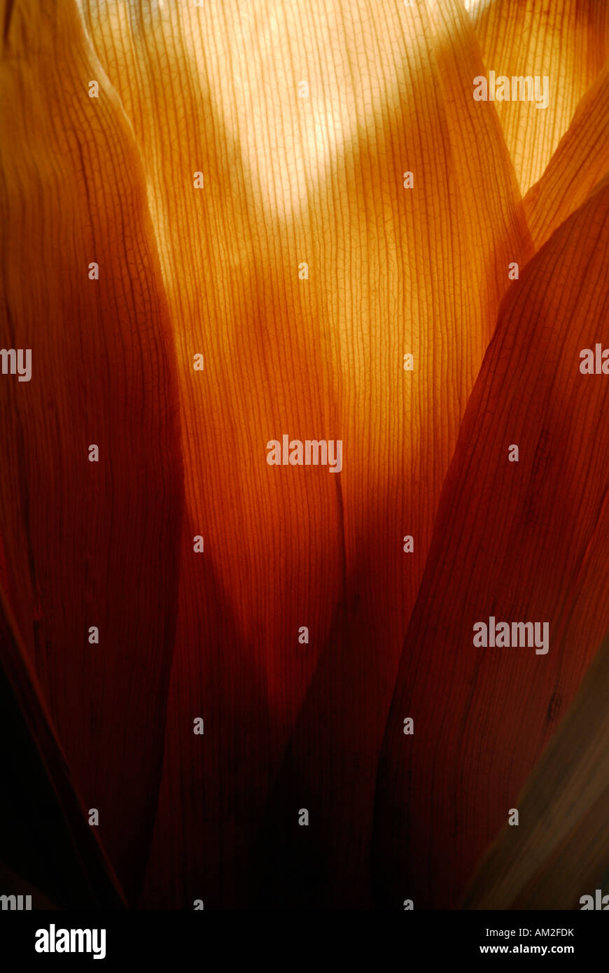 Corn Husk Detail Stock Photo - Alamy