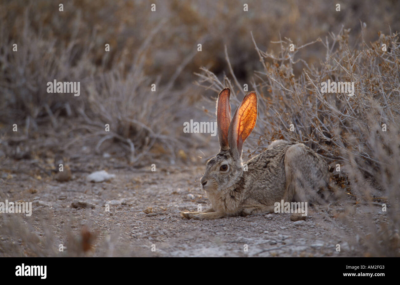 South african scrub hare hi-res stock photography and images - Alamy