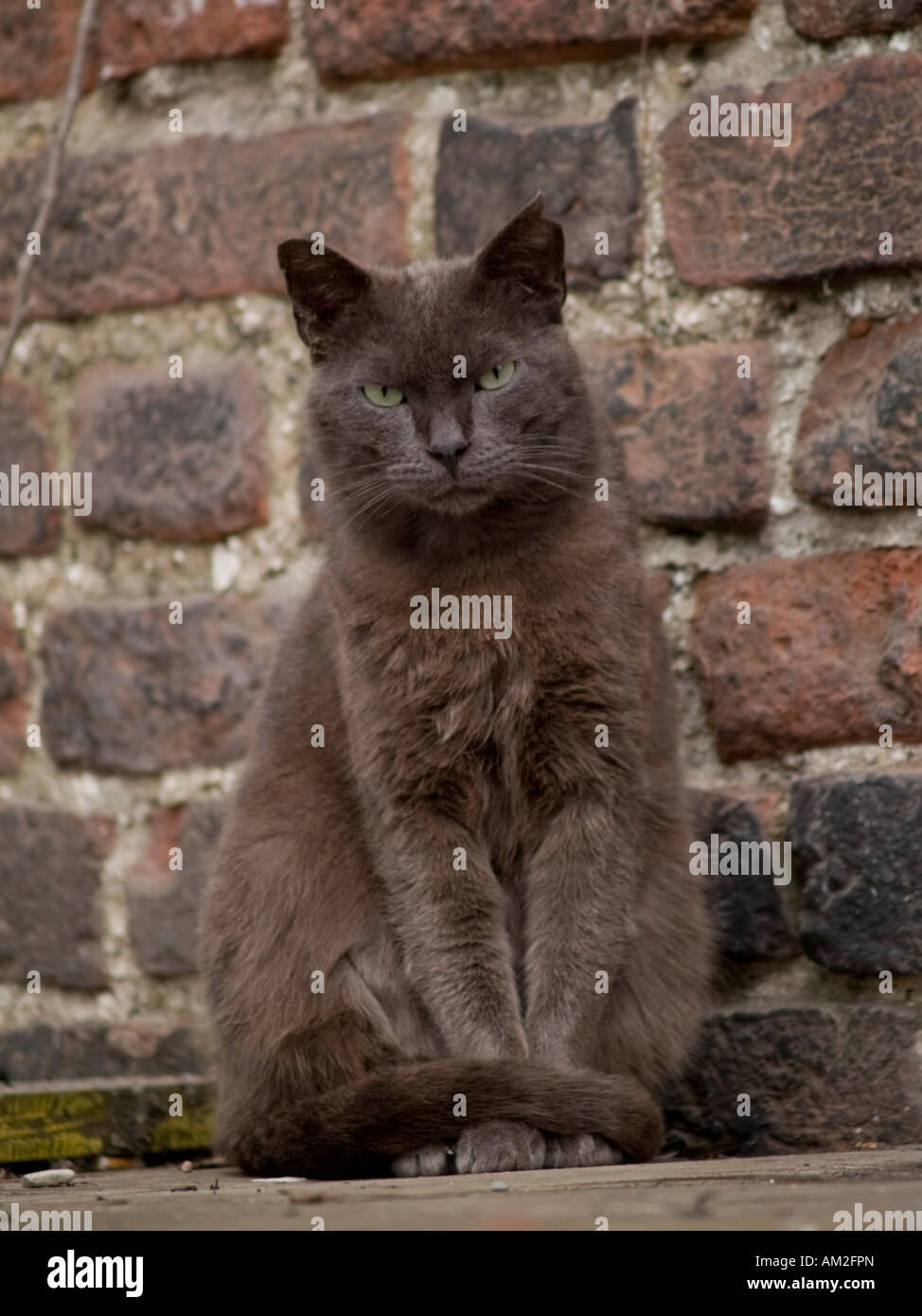 Alley cat High Resolution Stock Photography and Images - Alamy