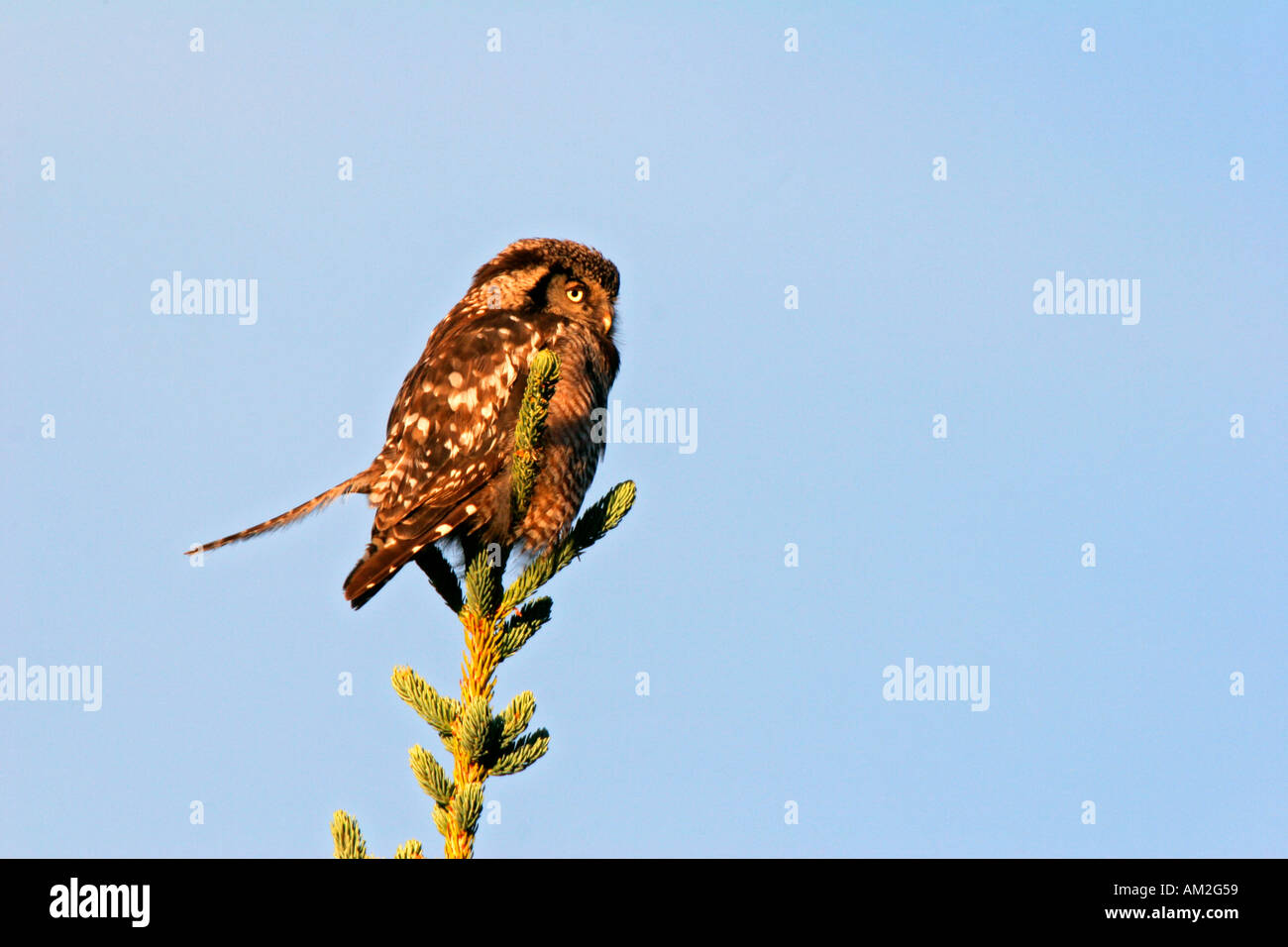 Taiga plants and animals hi-res stock photography and images - Alamy