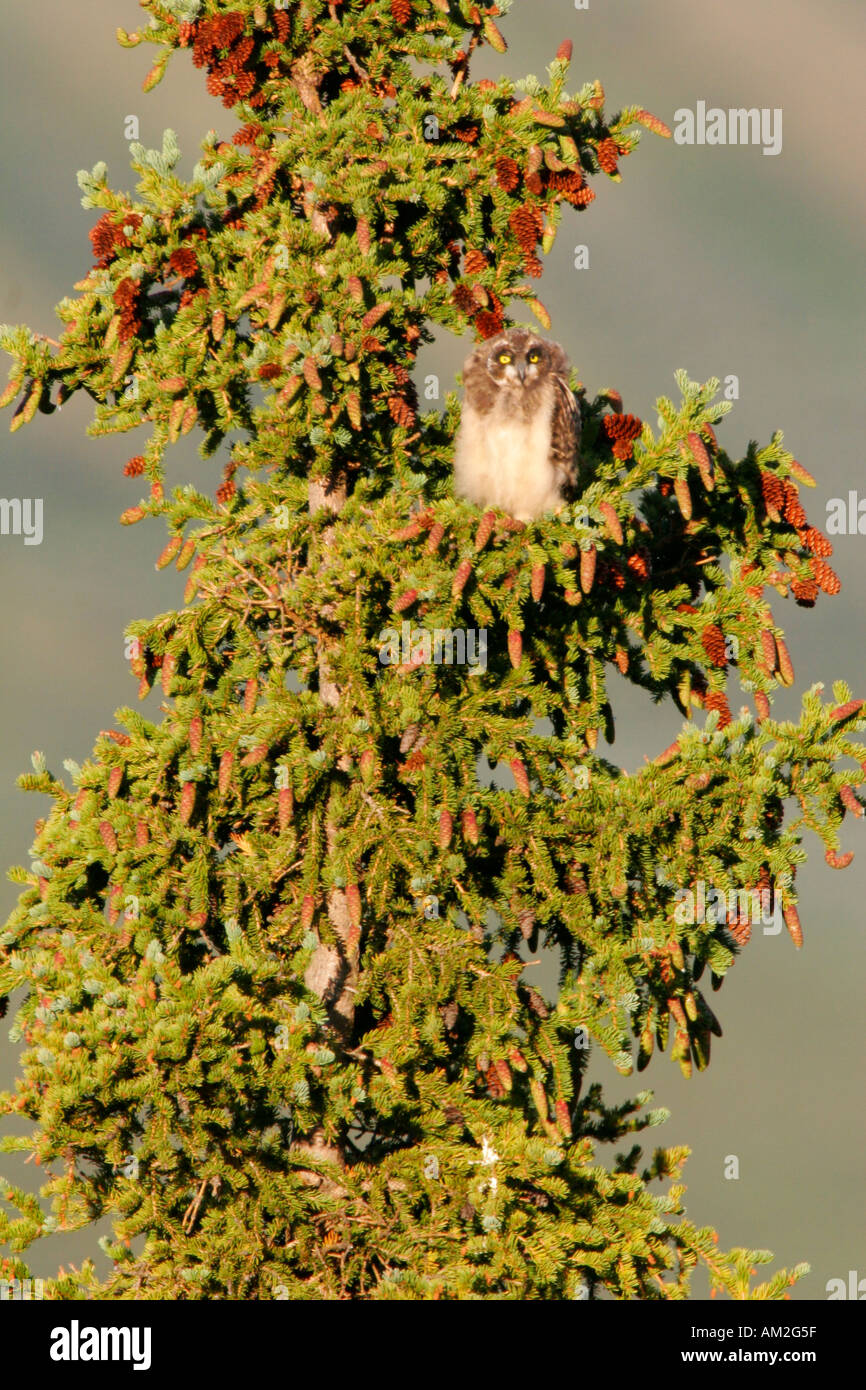 American northern hawk owl hi-res stock photography and images - Alamy