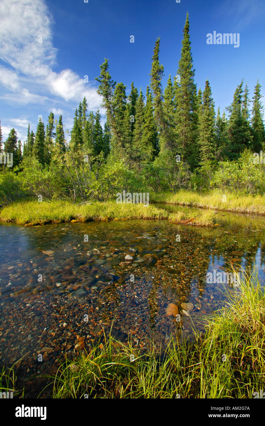 North american taiga hi-res stock photography and images - Alamy