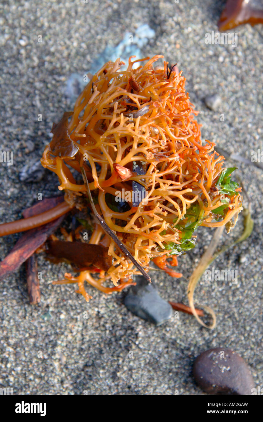seaweed on beach Stock Photo - Alamy