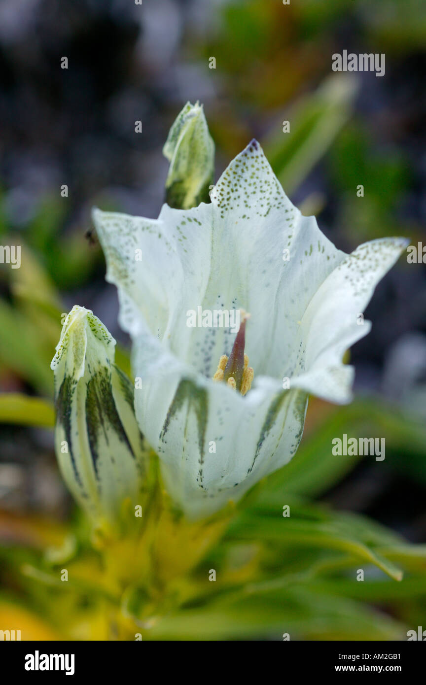 Whitish Gentian Gentiana algida Denali National Park Alaska Stock Photo ...