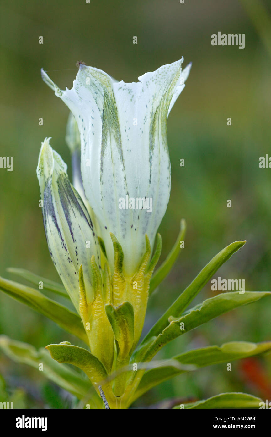 Whitish Gentian Gentiana algida Denali National Park Alaska Stock Photo ...