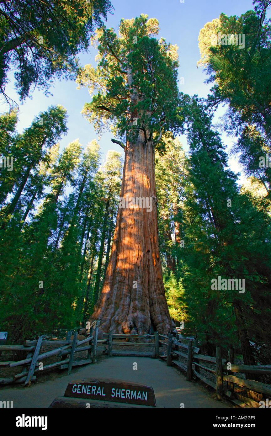 The giant Sequoia trees in Sequoia National Park California Stock Photo ...