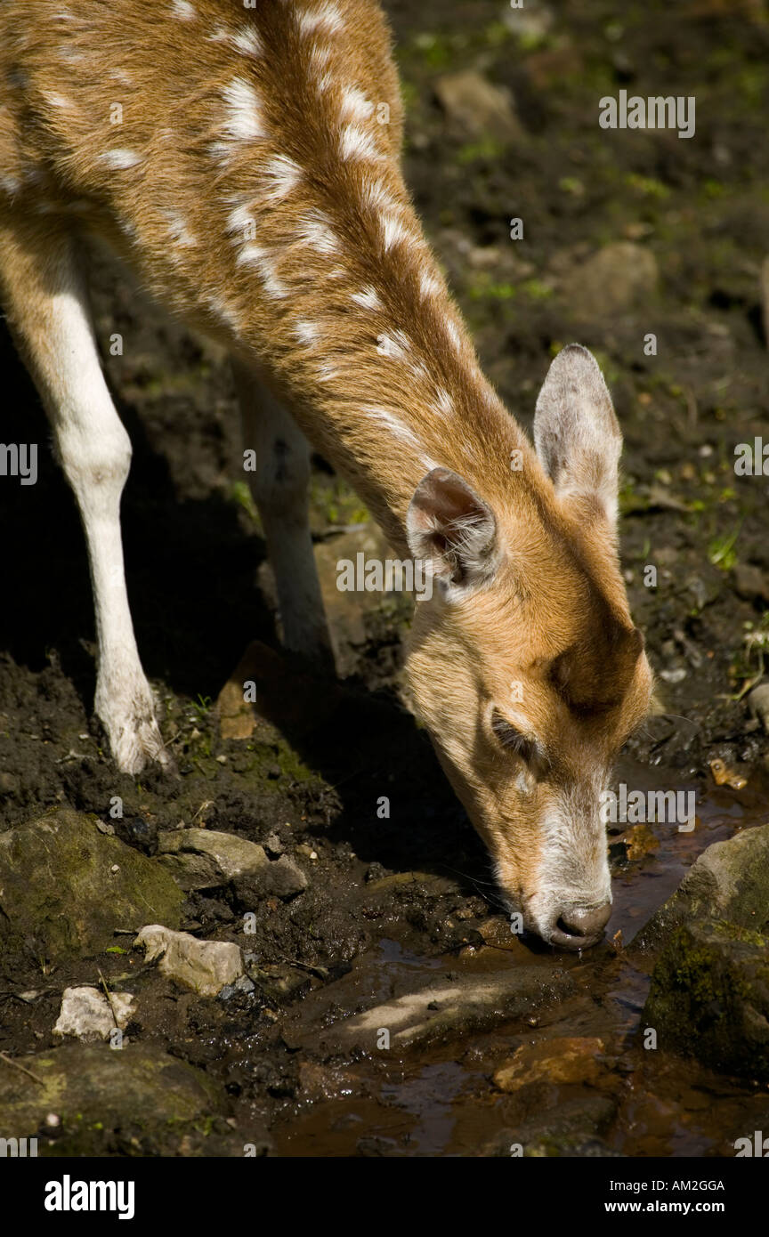 Axis Deer Axis axis Stock Photo - Alamy