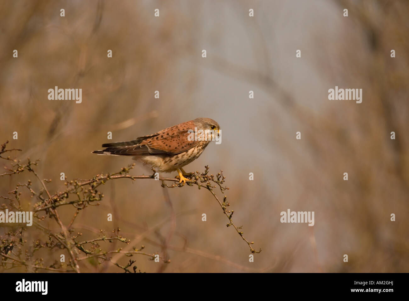 Kestrel perched on branch Stock Photo - Alamy