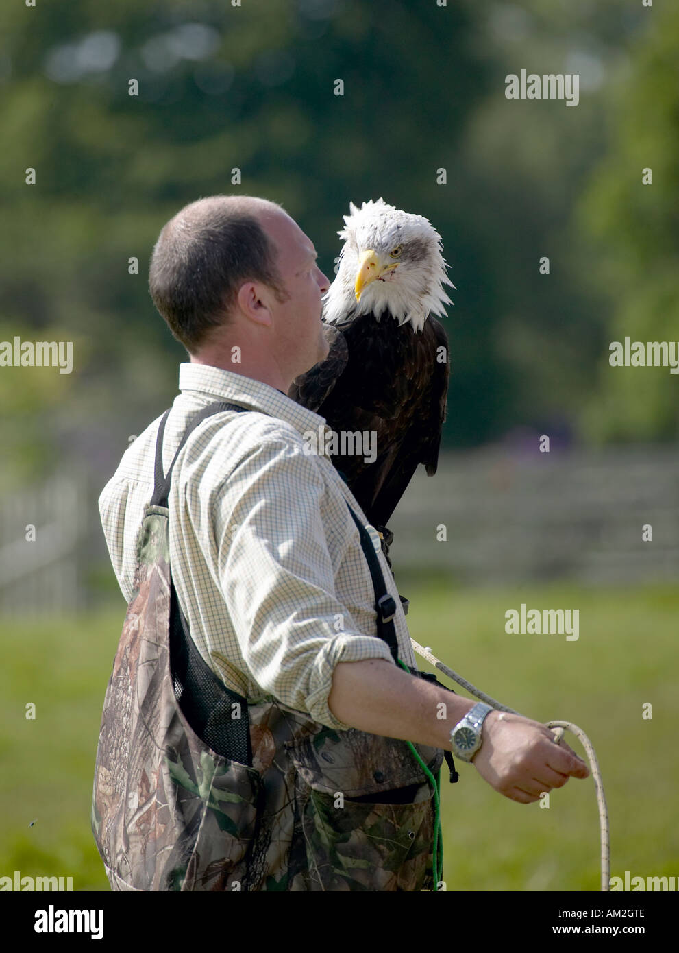 Bald Eagle with Handler Stock Photo - Alamy