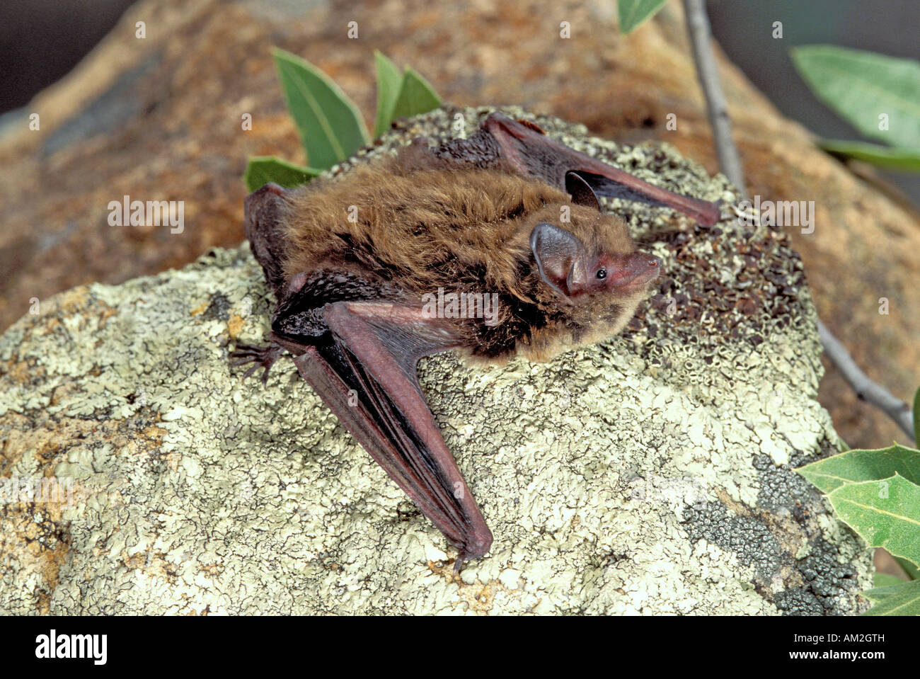 Long legged Myotis Myotis volans Patagonia ARIZONA United States June ...