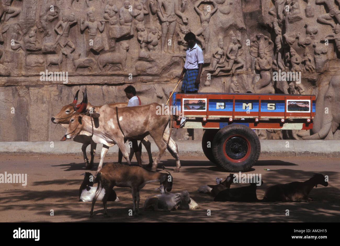 Bullock dray in front of Arjuna s Penance carving in Mahabalipuram ...
