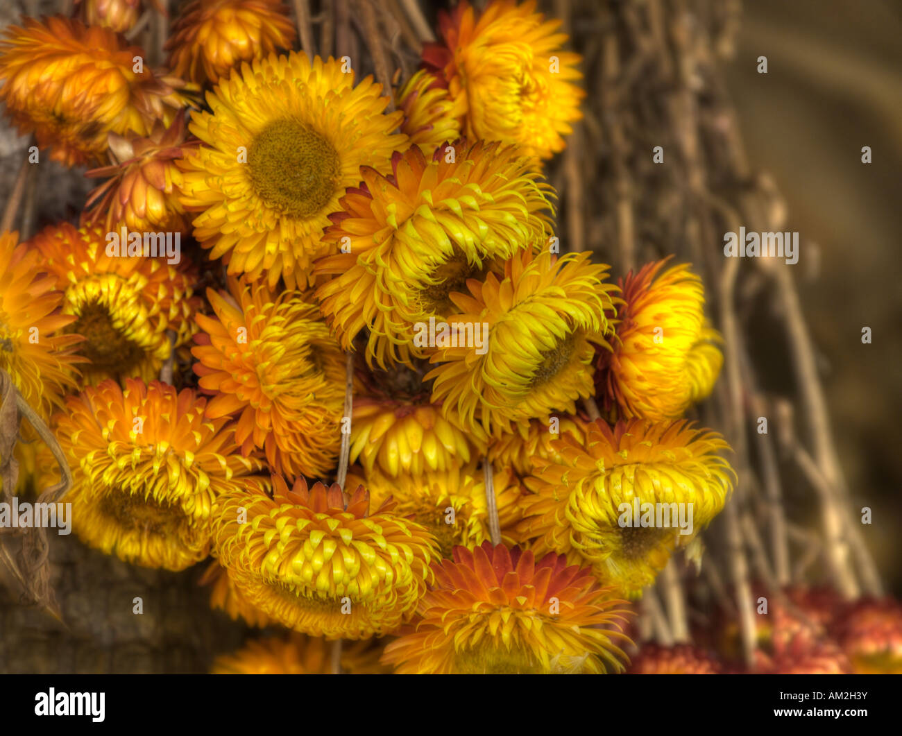 Drying helichrysum hi-res stock photography and images - Alamy