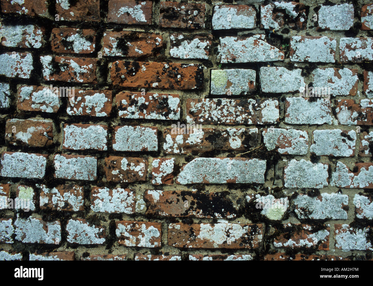 Old Red Bricks With Lichen Stock Photo - Alamy