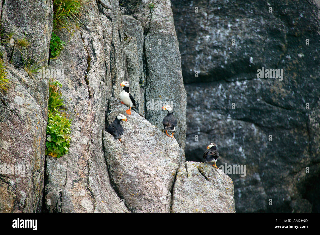 Chiswell islands hi-res stock photography and images - Alamy