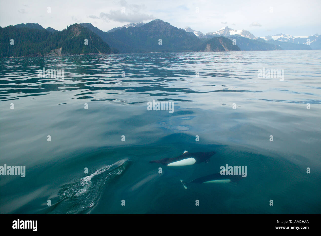 Dall s Porpoise in Aialik Bay Kenai Fjords National Park Alaska Stock ...