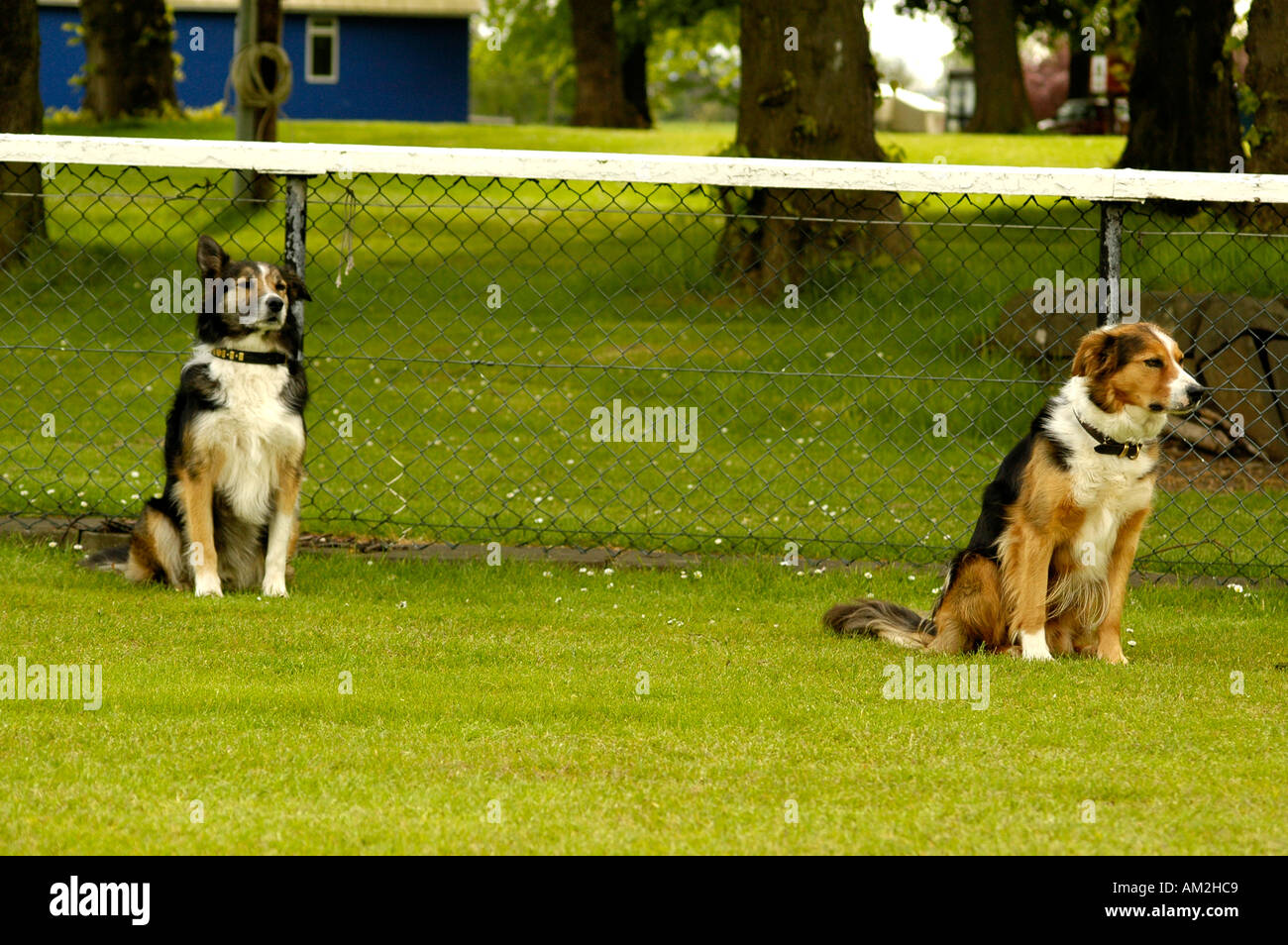 Scottish border collies hi-res stock photography and images - Alamy