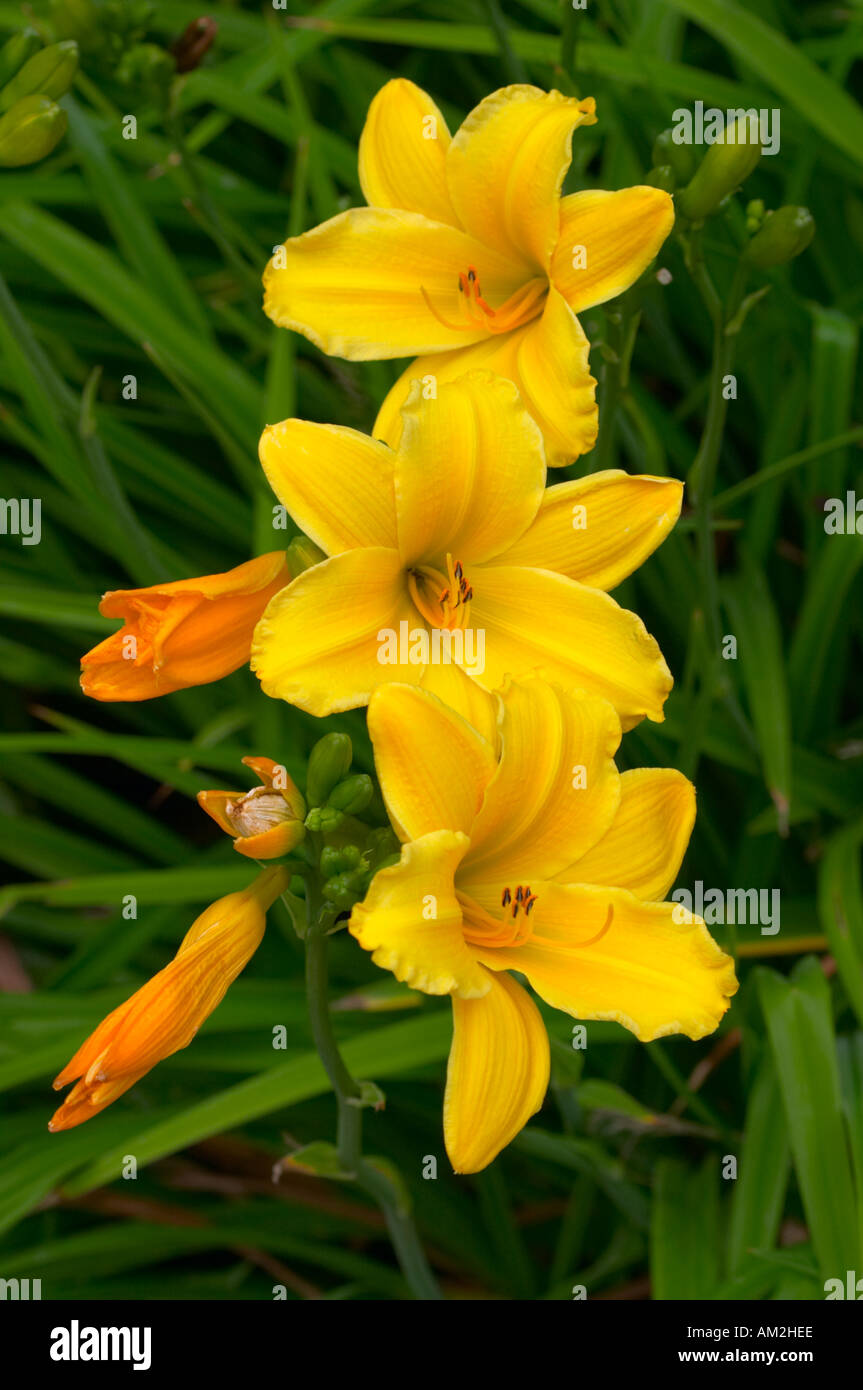 Jake russell hi-res stock photography and images - Alamy