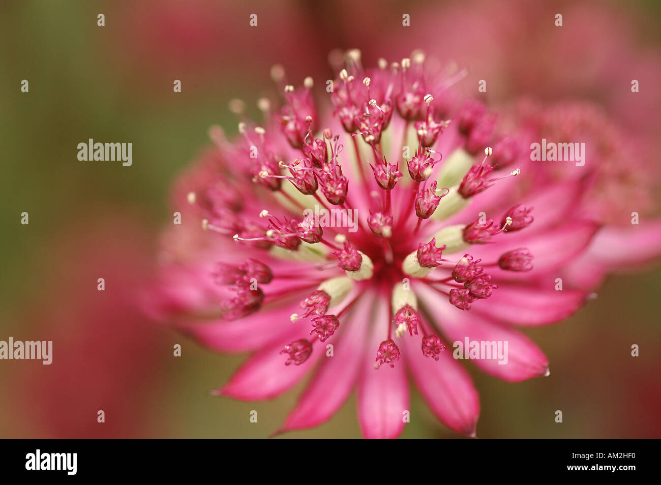 Astrantia flower hi-res stock photography and images - Alamy