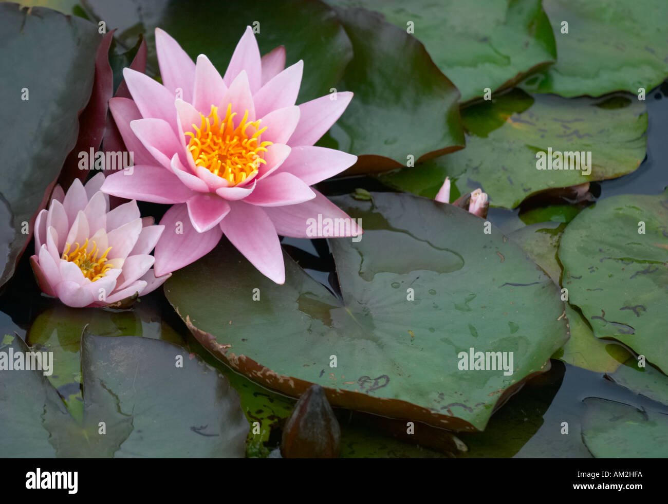 NYMPHAEA PINK SENSATION Stock Photo - Alamy