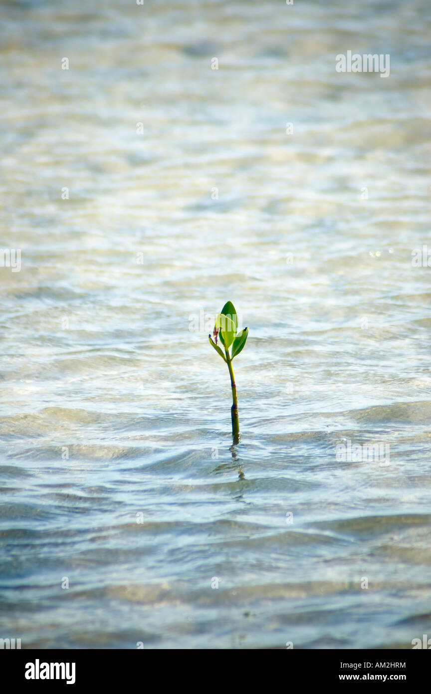 Ambergris Caye, Belize - Mangrove shoot breaks the water Stock Photo ...