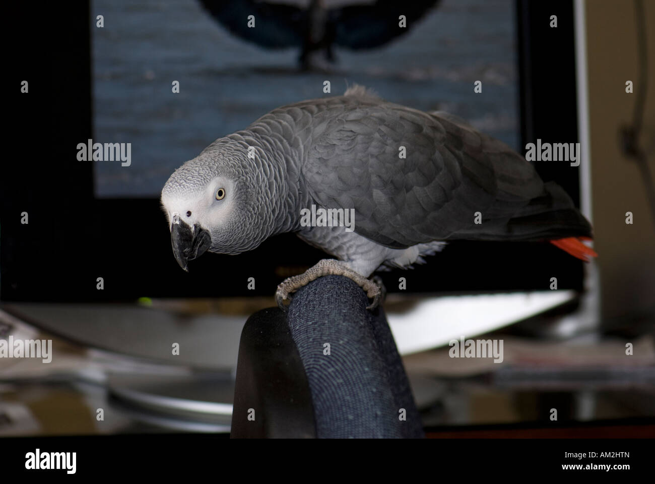 Pet African Gray Parrot, Psittacus erithacus, perched on the back of an ...