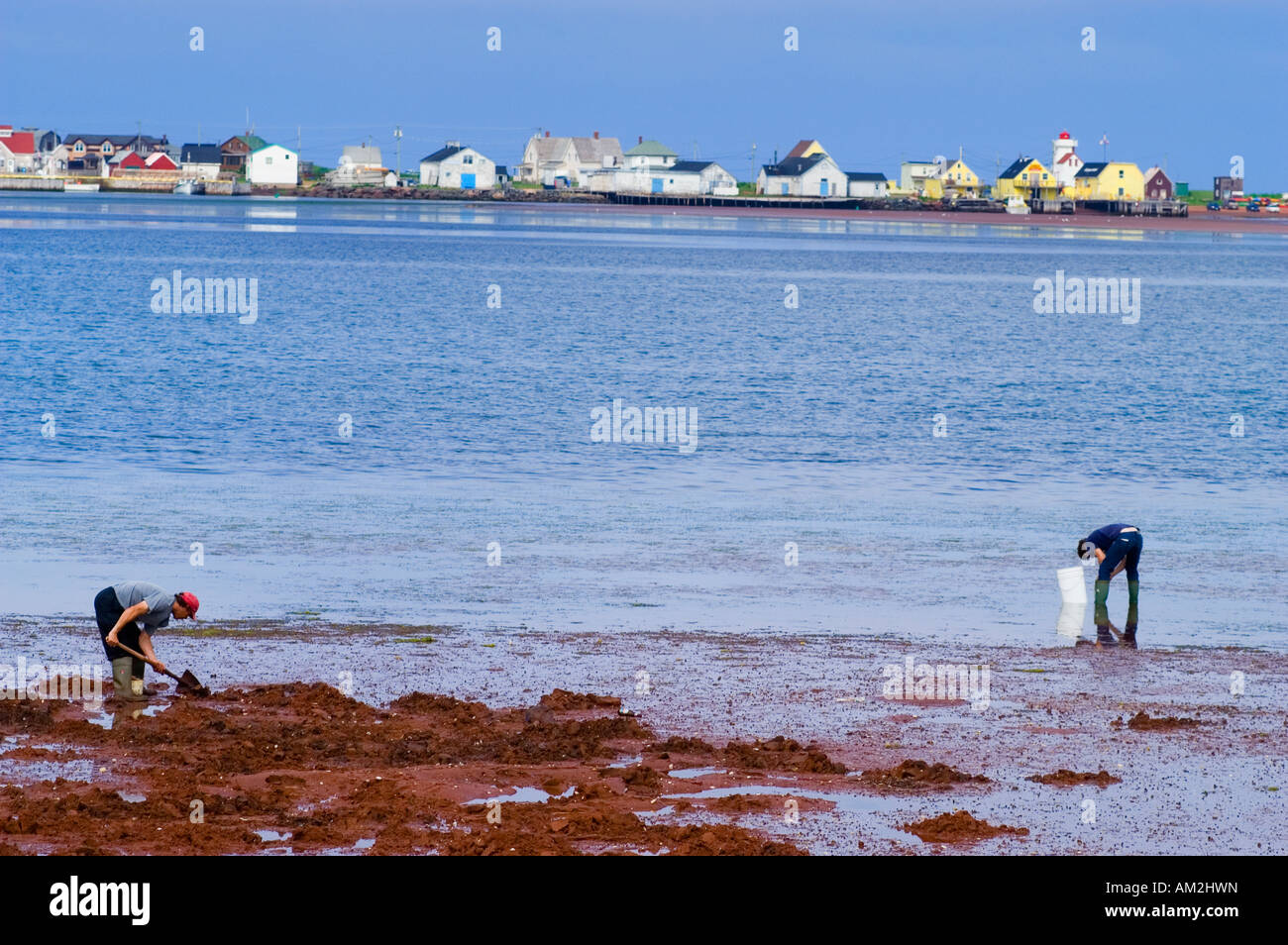 Digging for clams at low tide Rustico Prince Edward Island Canada Stock ...