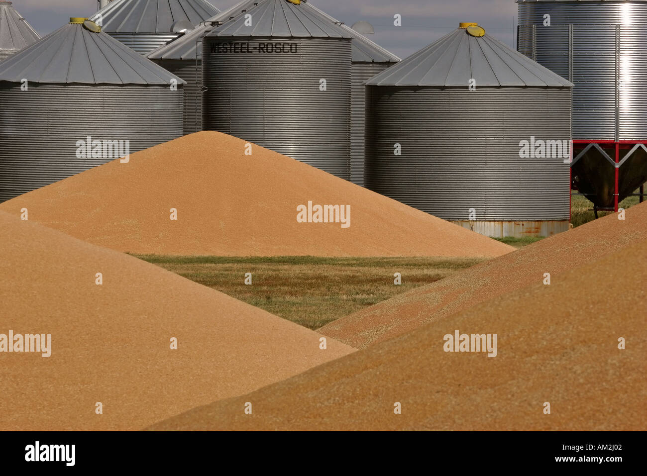 Piles of grain from a bumper crop near Mortlach in scenic Southern ...