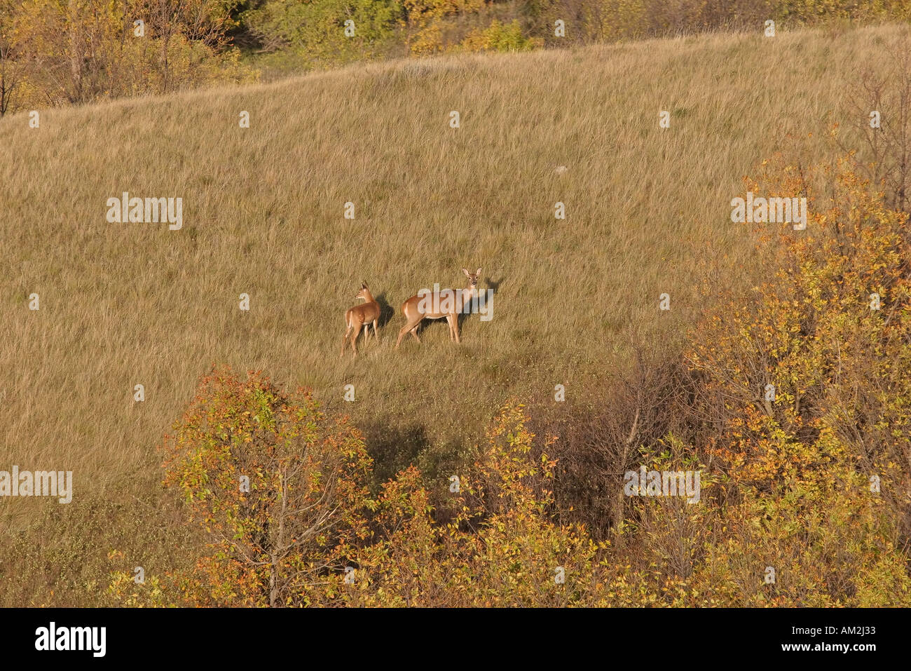 A doe and fawn White Tailed Deer near Buffalo Pound Lake in scenic ...