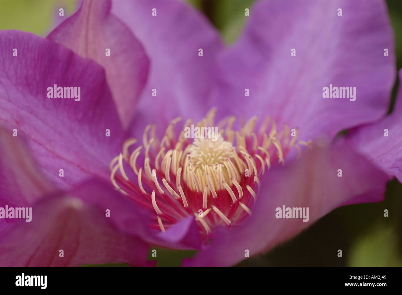 Clematis Richard Pennell Stock Photo - Alamy