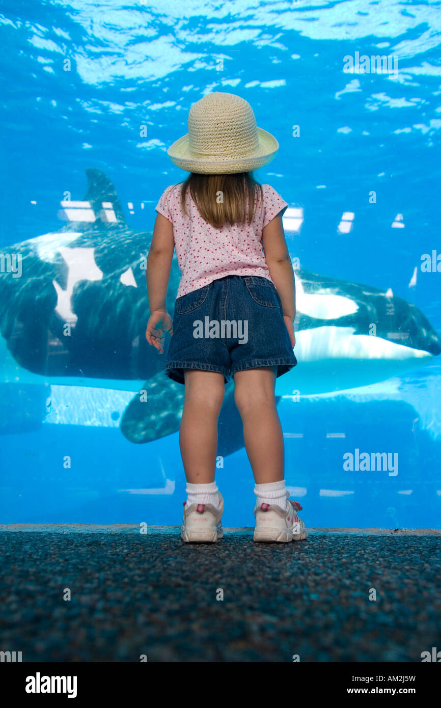 Killer Whale Tank Seaworld San Diego California Stock Photo - Alamy