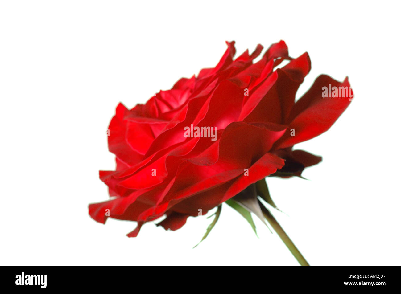 Single Red Rose Stock Photo - Alamy