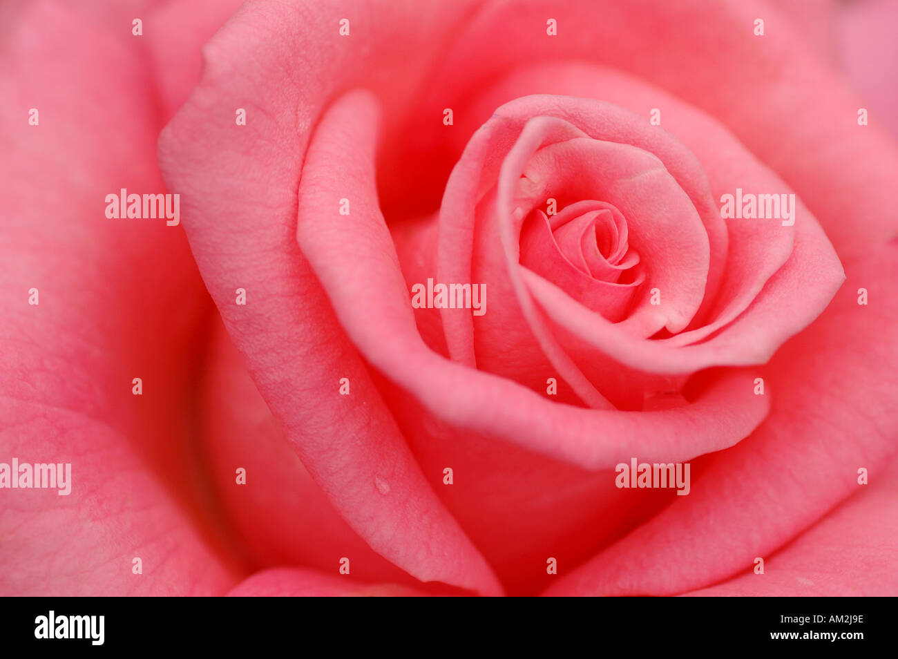 John willan hi-res stock photography and images - Alamy