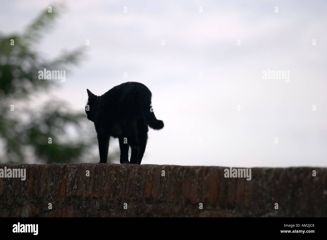 Cat walking along wall hi-res stock photography and images - Alamy