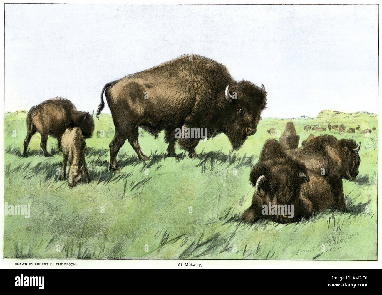 The great plains buffalo hi-res stock photography and images - Alamy