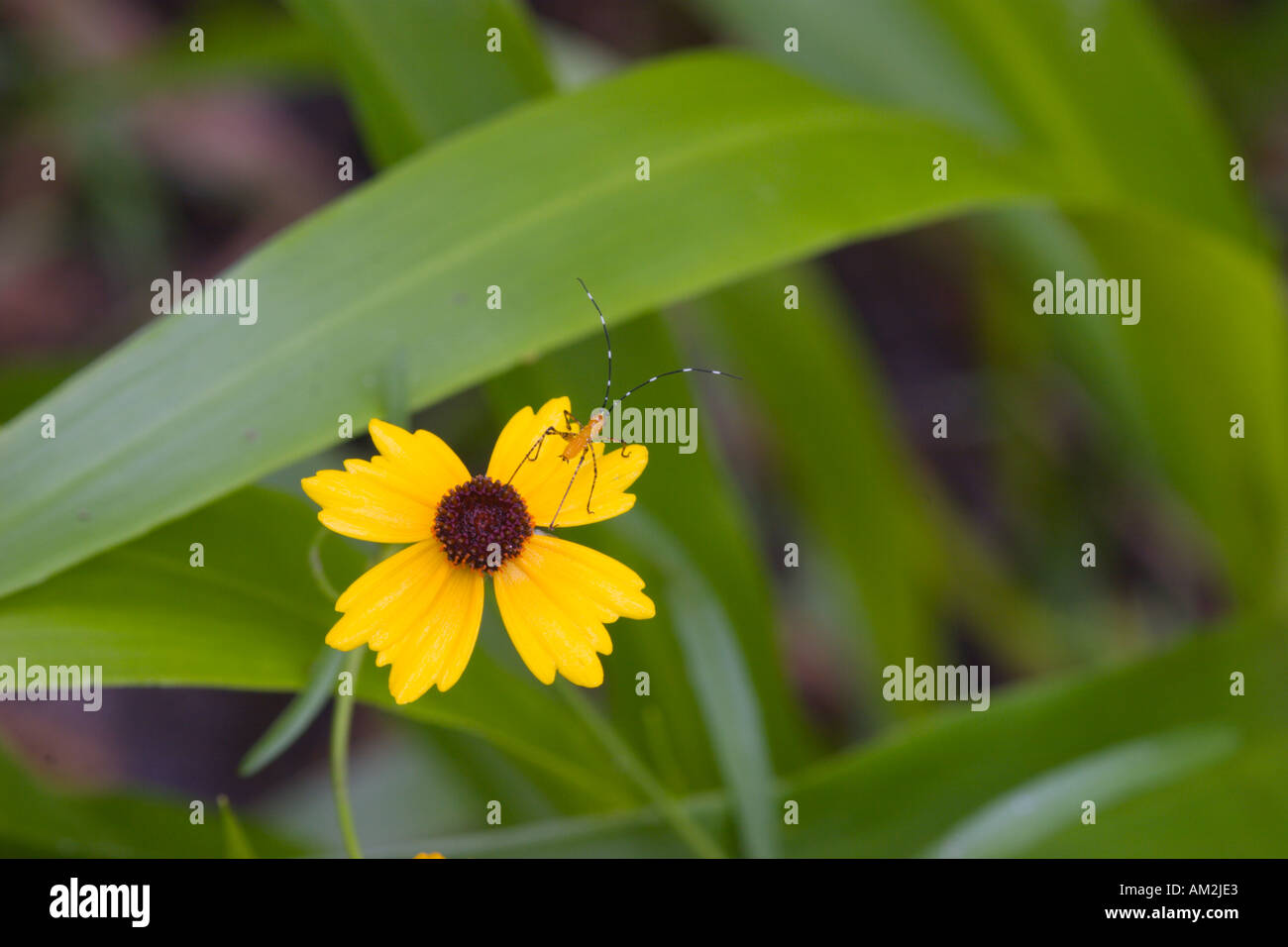 Insect with banded antenna on tickweed plant in Hillsborough State Park ...