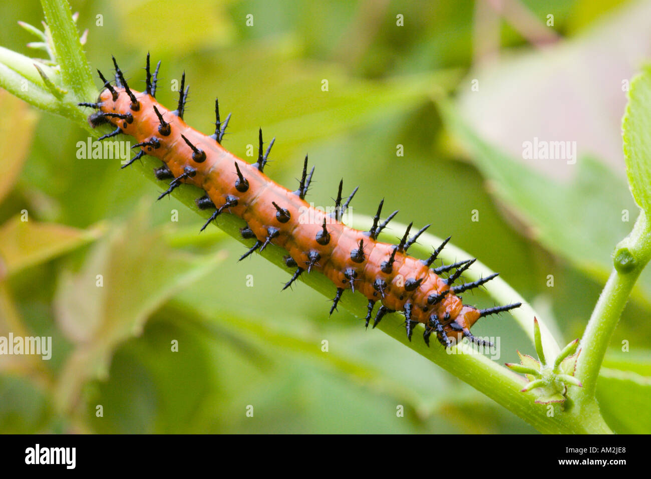 Black red caterpillar hi-res stock photography and images - Alamy