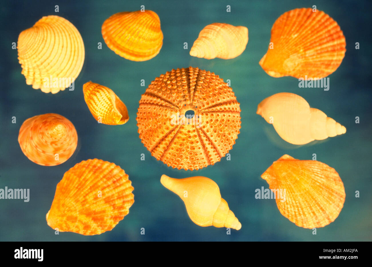 Selection of Sea Shells Stock Photo - Alamy