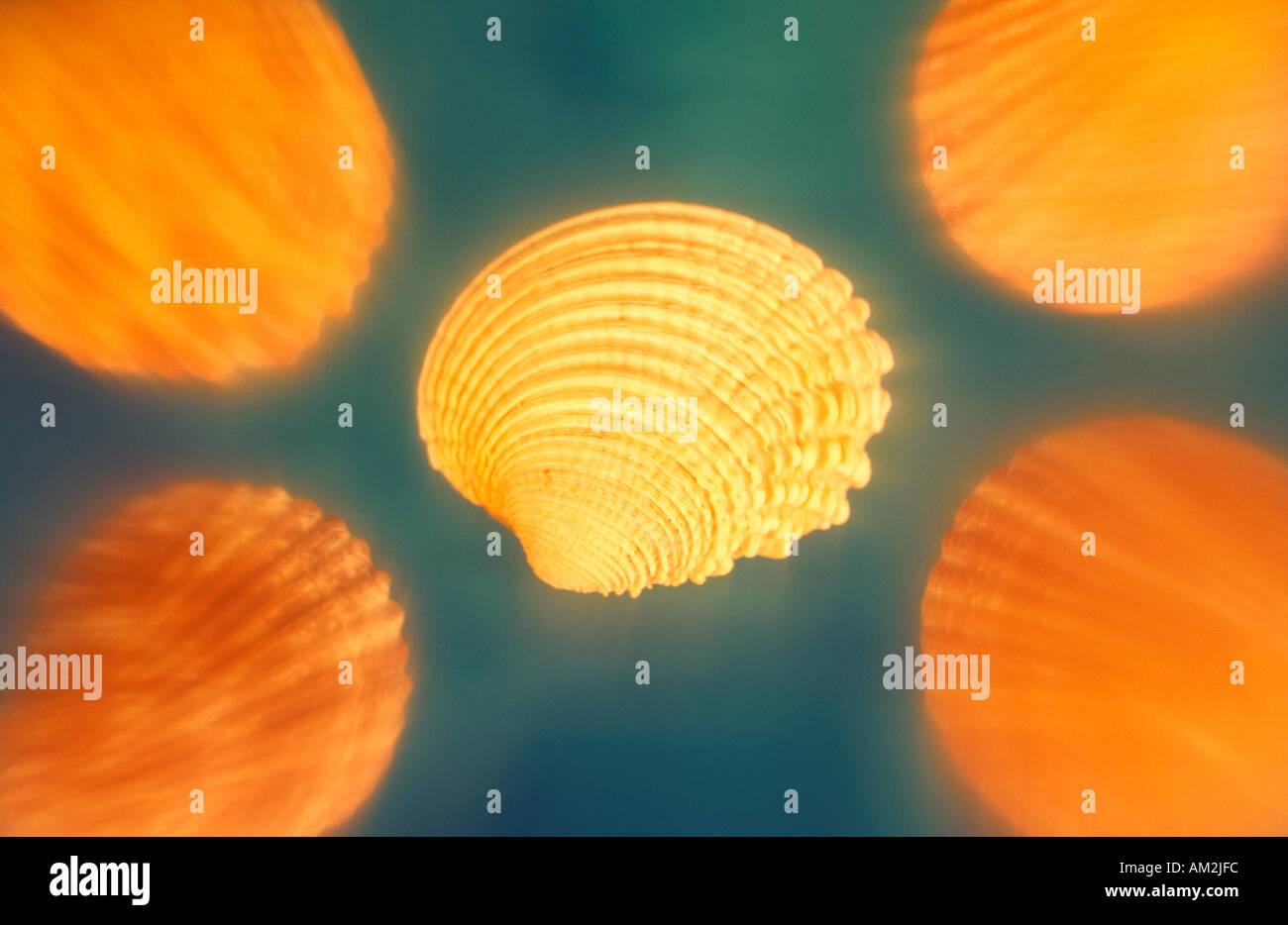 Selection of Sea Shells Stock Photo - Alamy