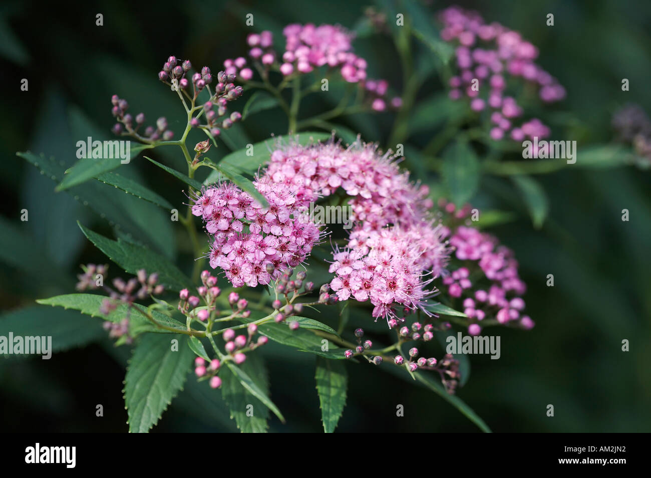 Spiraea japonica Shirobana Stock Photo - Alamy