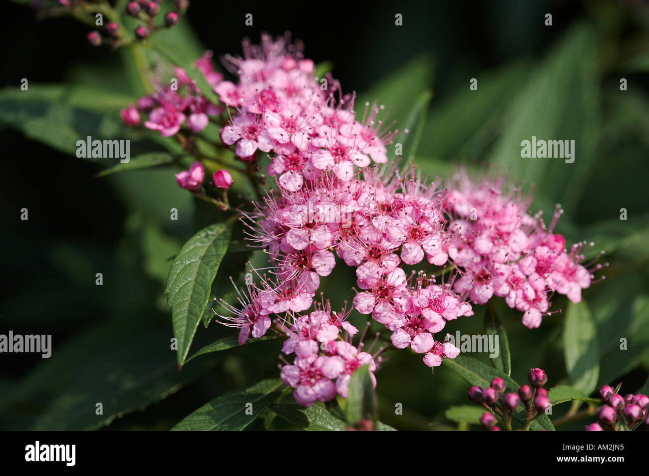 Spiraea japonica shirobana hi-res stock photography and images - Alamy