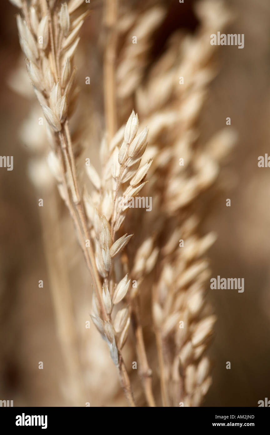 Yorkshire Fog Grass Holcus lanatus Stock Photo - Alamy