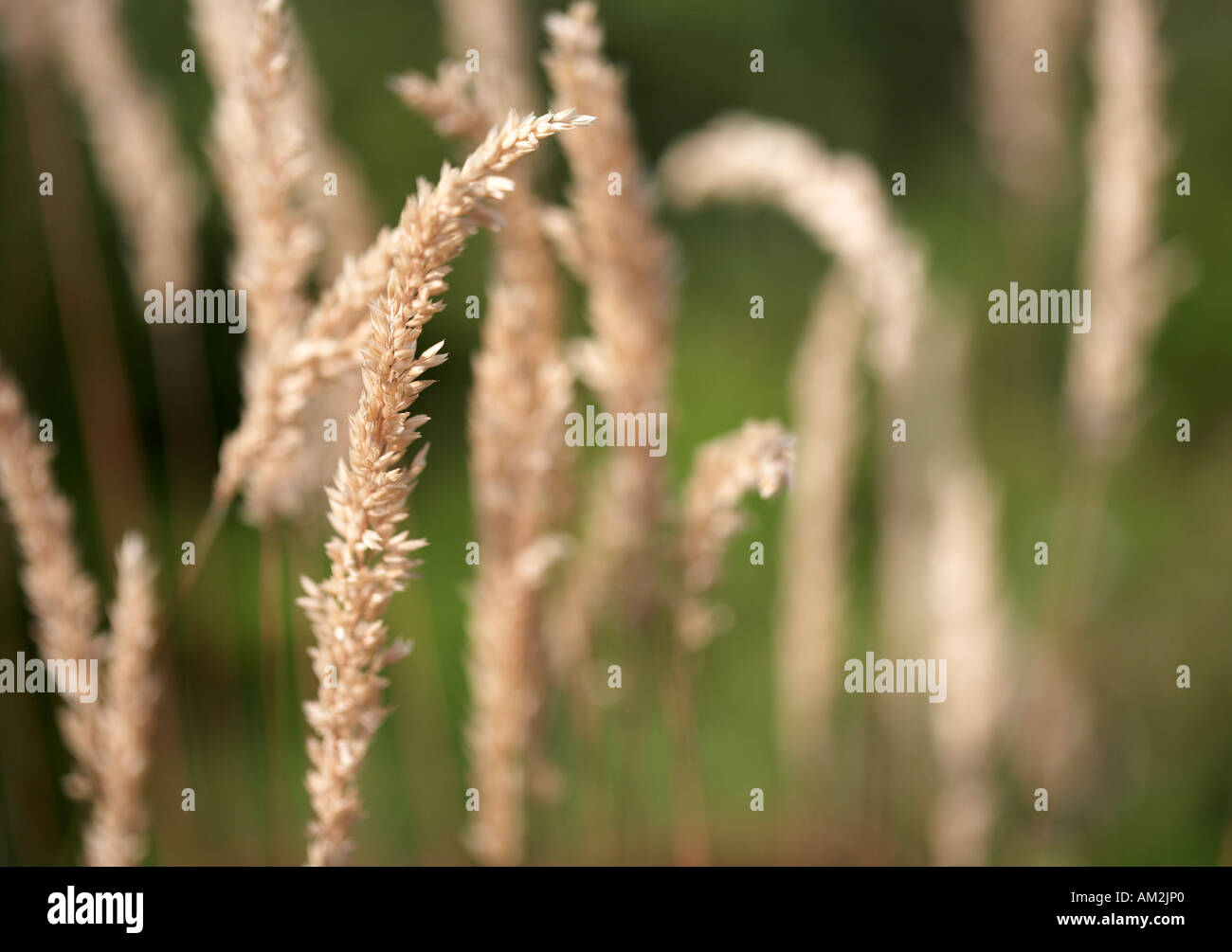 Yorkshire Fog Grass Holcus lanatus Stock Photo - Alamy