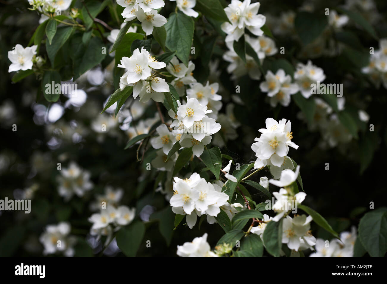 Mock orange philadelphus hi-res stock photography and images - Alamy