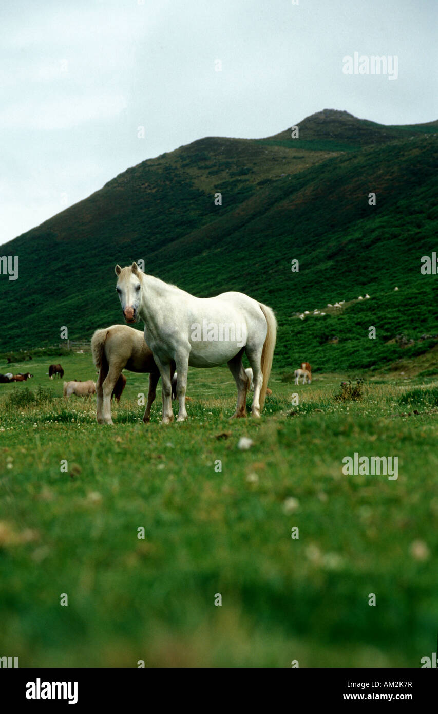 Gower horses and ponies Stock Photo - Alamy