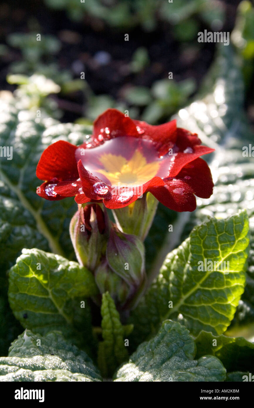 Water primrose hi-res stock photography and images - Alamy